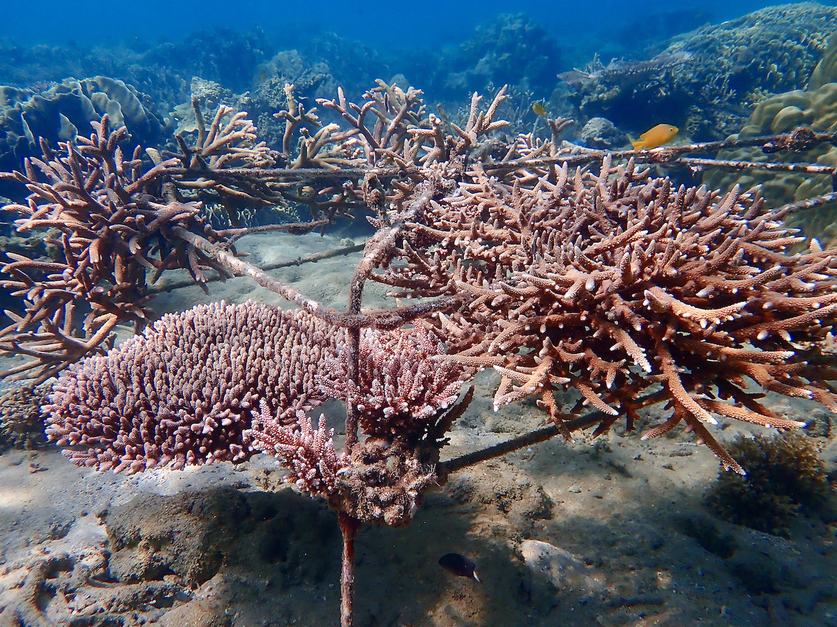Explore Tēnaka's ocean regeneration sites around the world